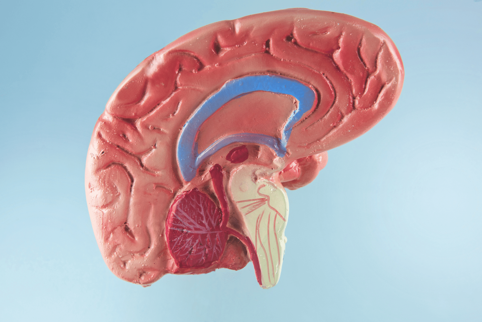 Neuroplasticity Supplements, Herbs, and Nootropics - Nootopia Blog